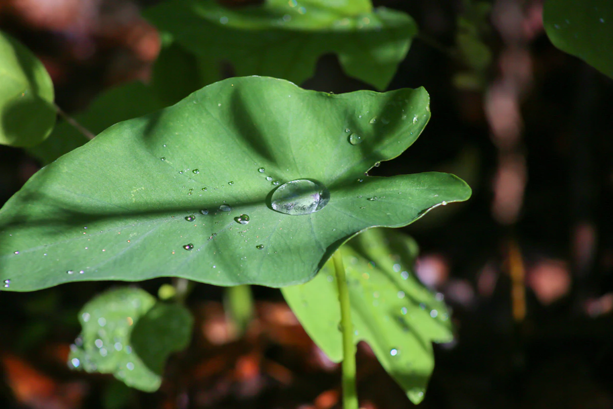 Native Plants and Shoreline Stabilization Guidance